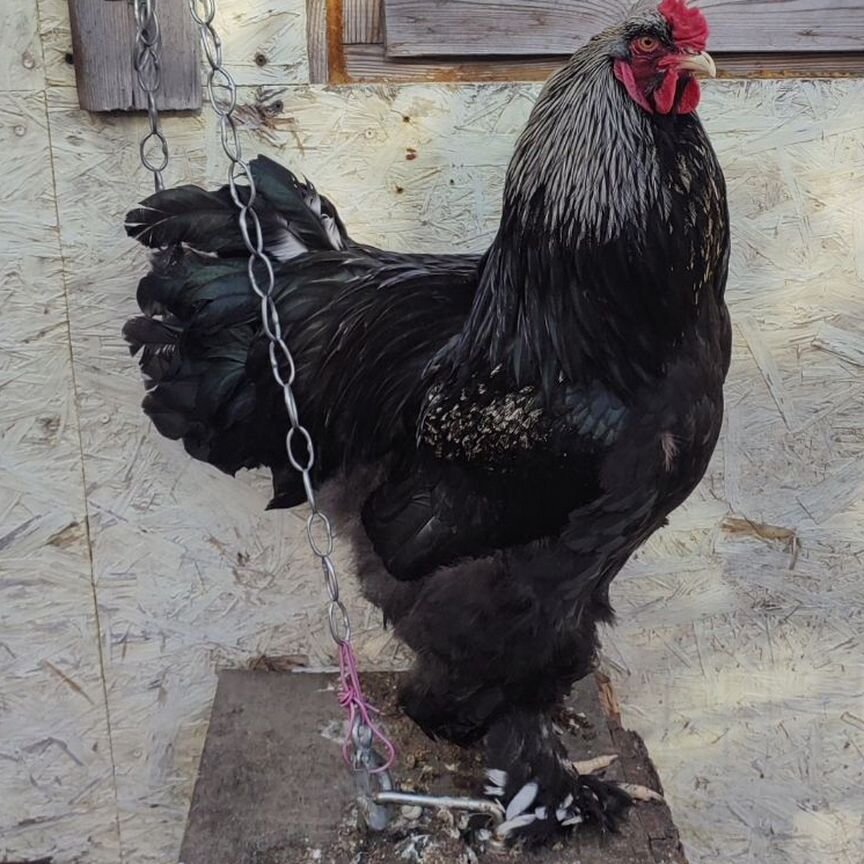 Петух брама