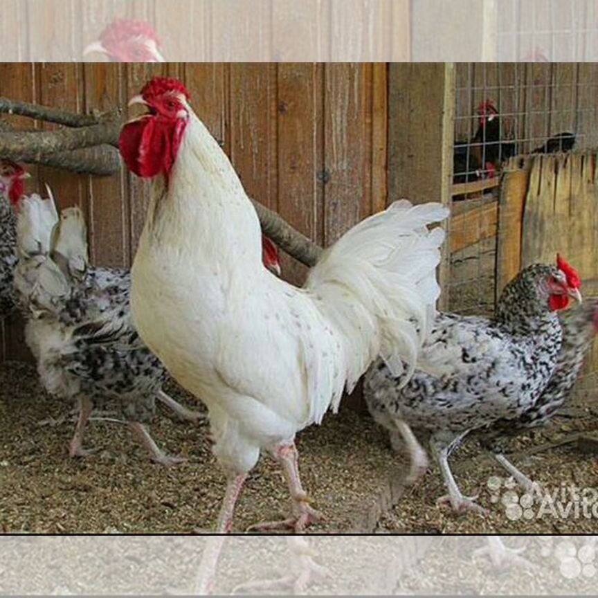 Инкубационное яйцо