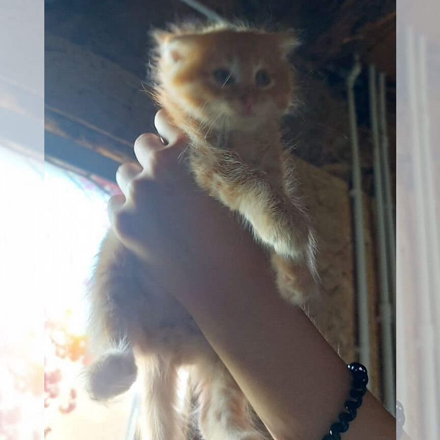 Шотландский вислоухий длинношёрстный котёнок