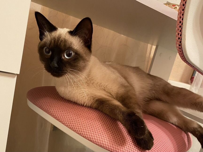 Тайская кошечка ищет кота вязка
