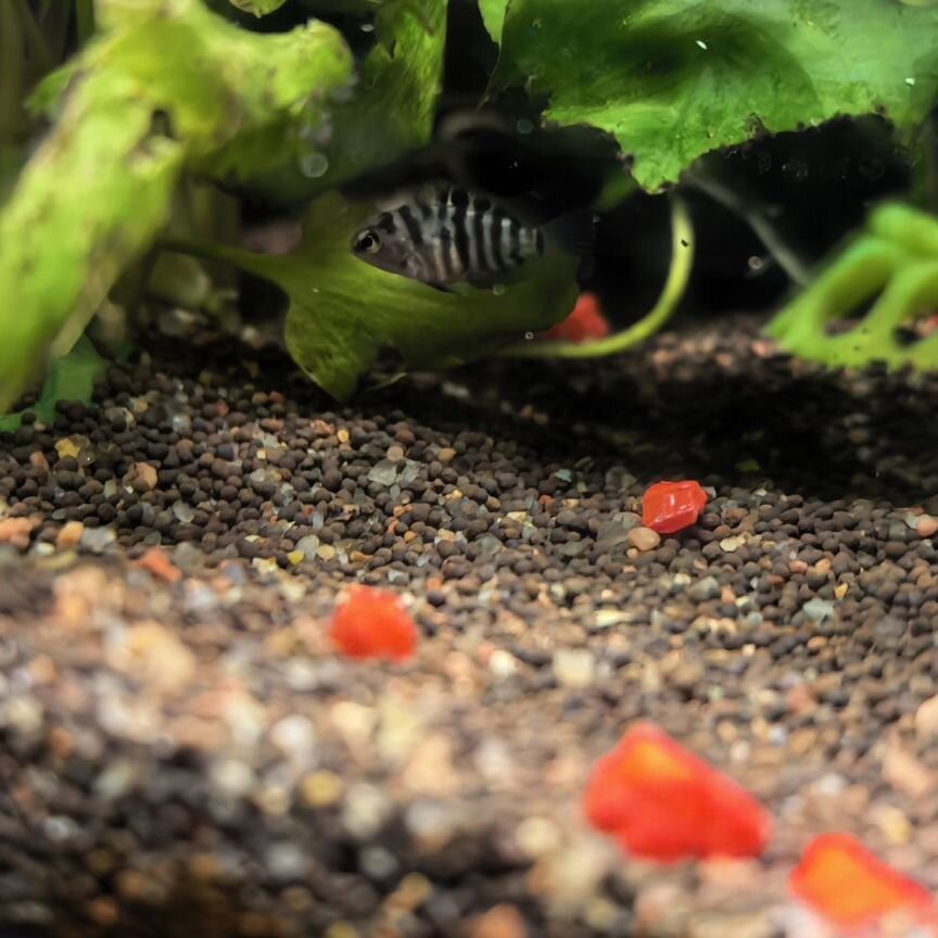 Мальки. Чернополосая цихлида