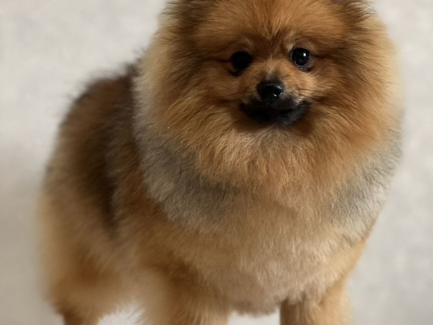 Померанский шпиц