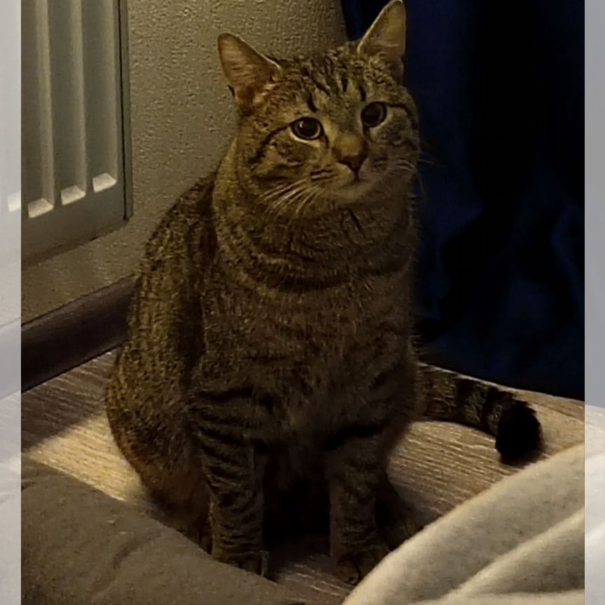 Кот бесплатно в добрые руки