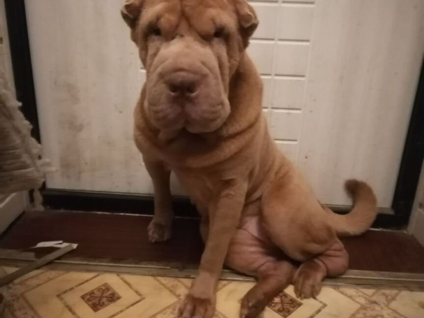 Шарпей в добрые руки