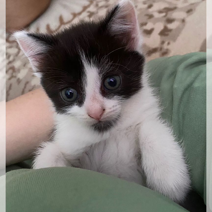 Сибирский котёнок