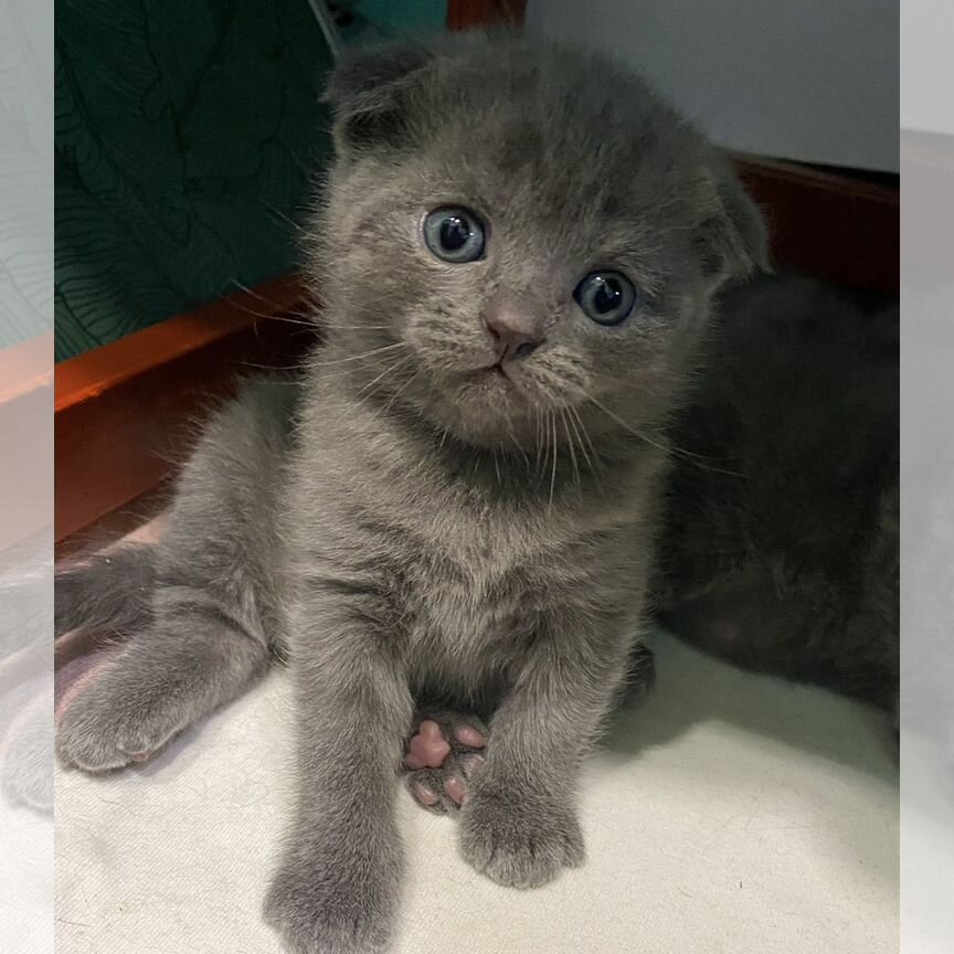 Шотландские котята
