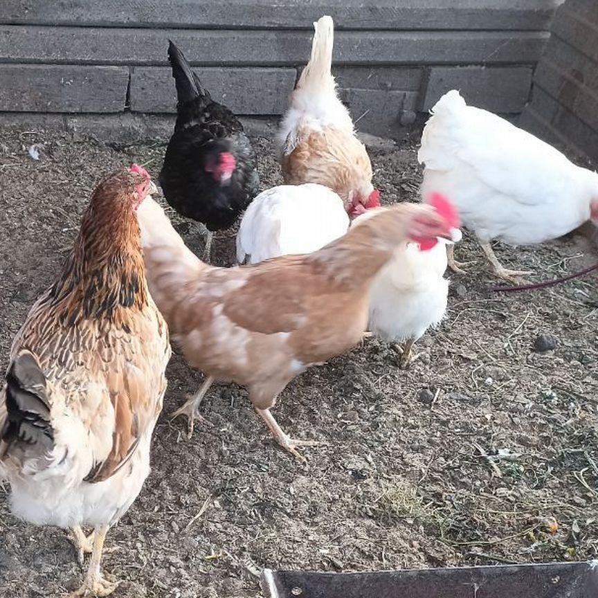 Продам кур
