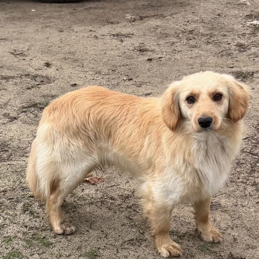 Щенок в добрые руки