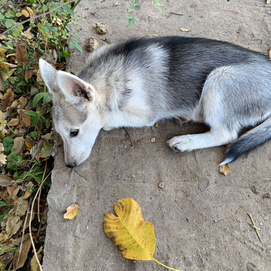 Щенок в добрые руки