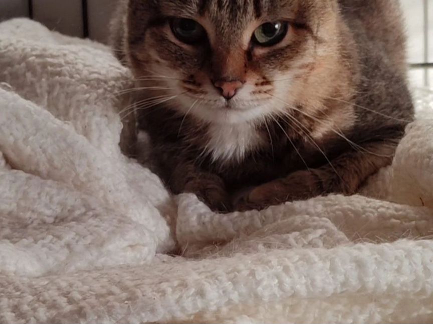 Выбросили умирать