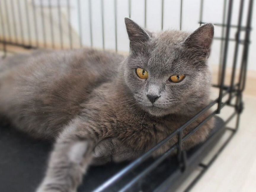 Кошечка Шанель в хорошие руки бесплатно