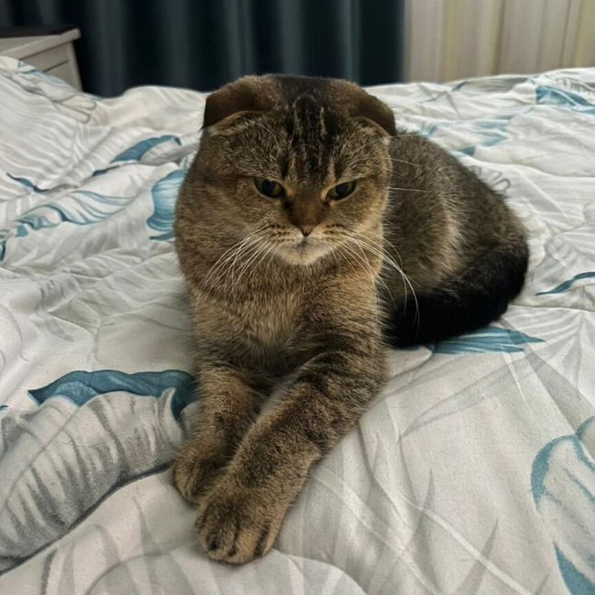 Отдам в добрые руки кошку