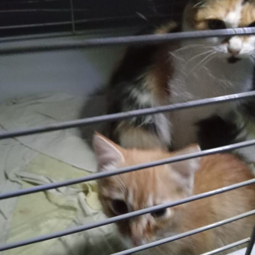 Брошенный котенок и его мамочка