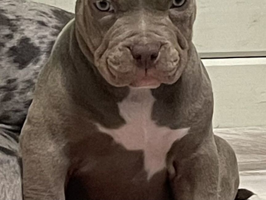 Американский булли Клеопатра