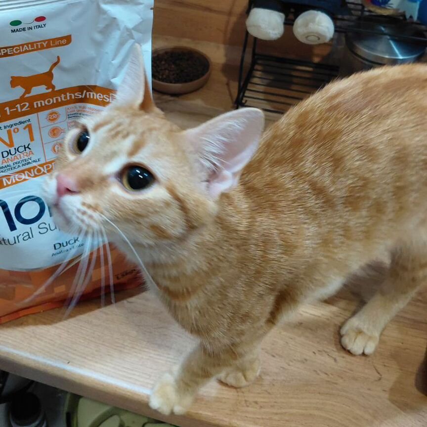 Корм для котят monge 1.5 кг