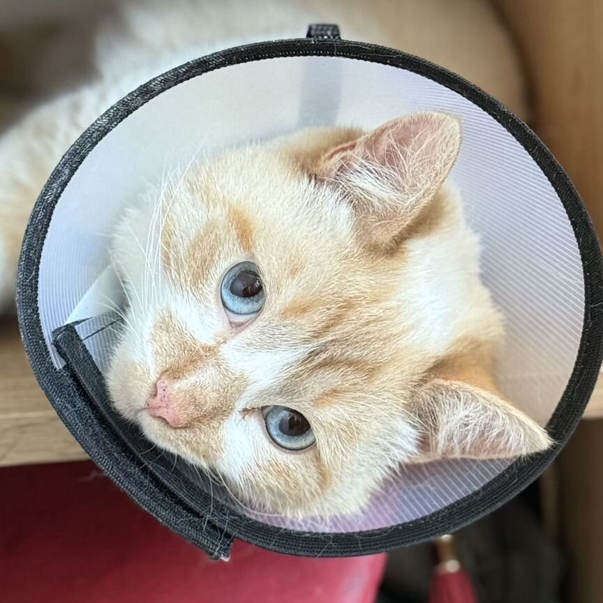 Тайский кот, взрослый