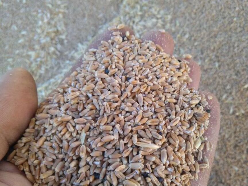 Просо, Кормовой овёс на корм/посев