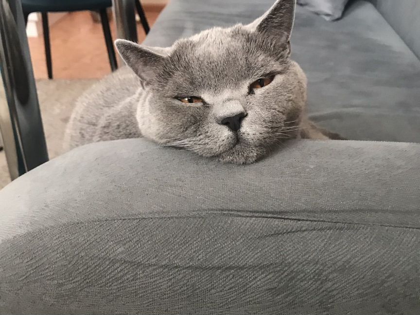 Британский кот