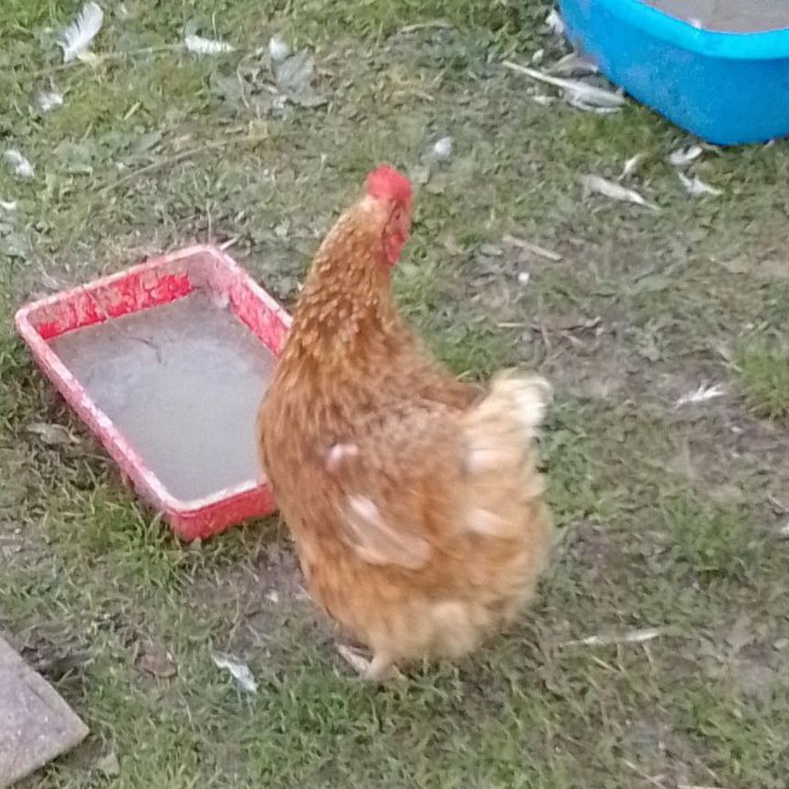 Прадаю кури несушки. Утки. Индуки. Петух