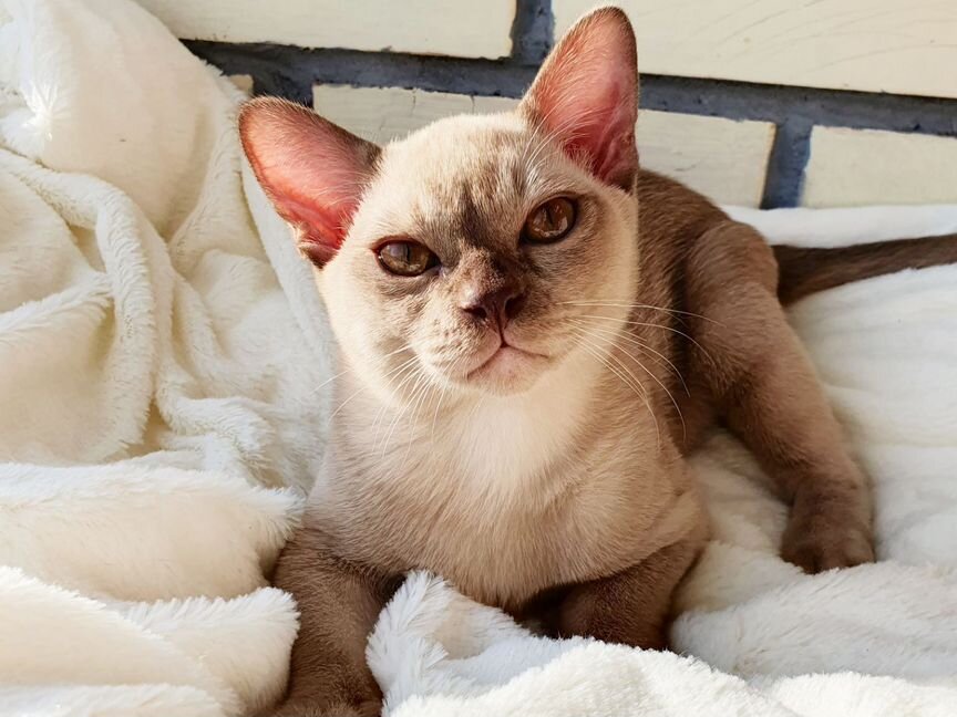 Бурманские котята