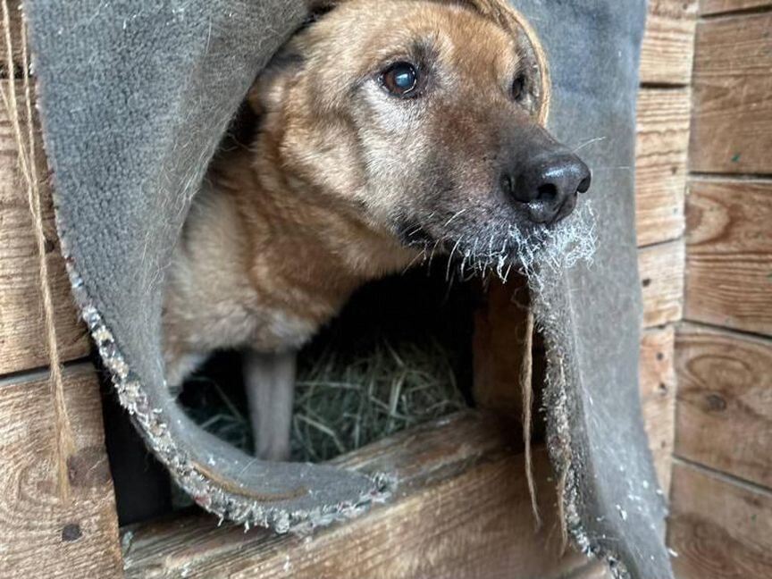 Собака из приюта ищет дом