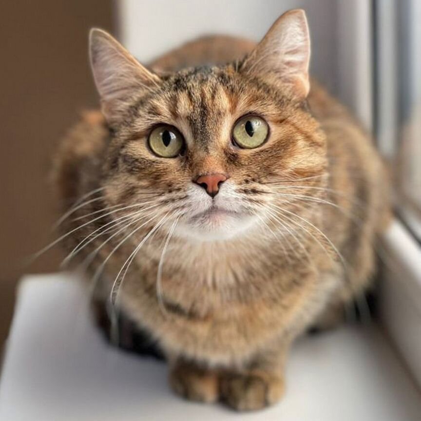 Кошечка в добрые руки