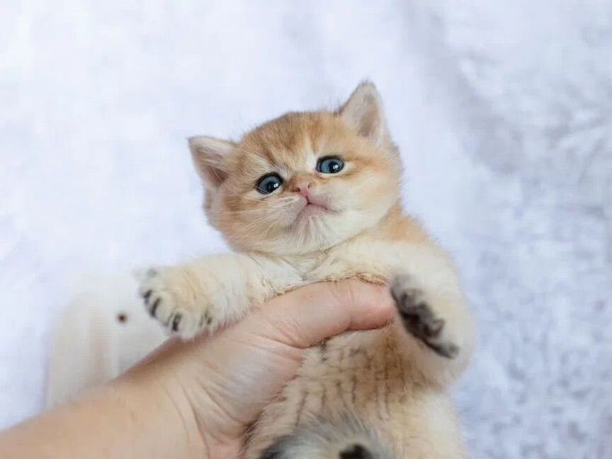 Котенок британец окраса золотая шиншилла