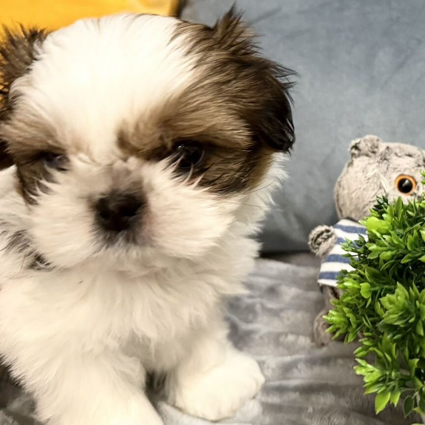 Ши-тцу, щенок