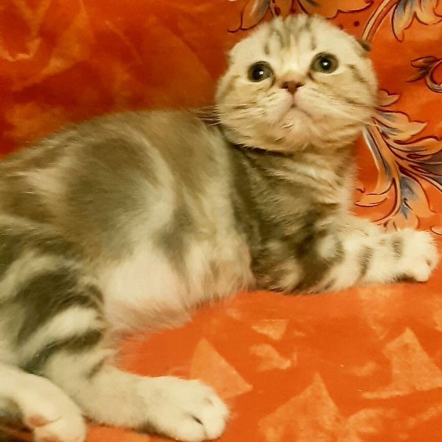 Шотландский вислоухий короткошёрстный котёнок