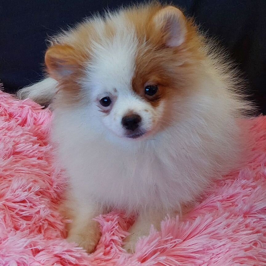 Щенок шпица девочка