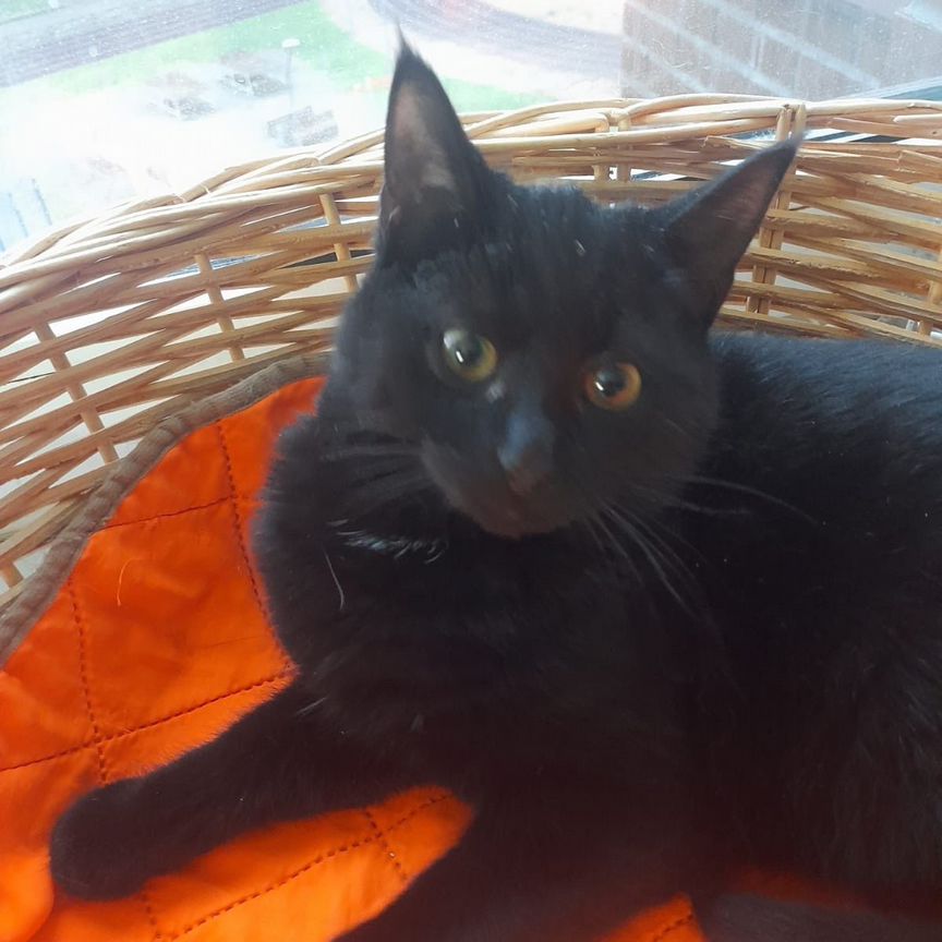 Кошки