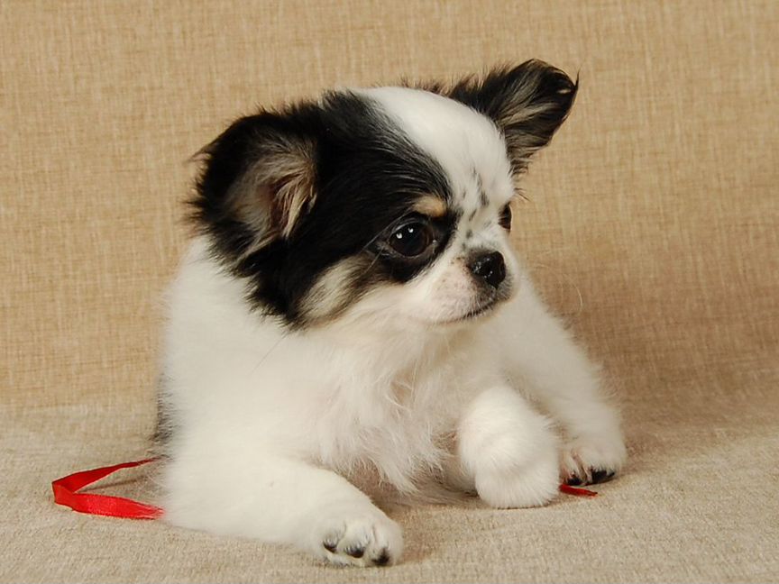 Девочка чихуа