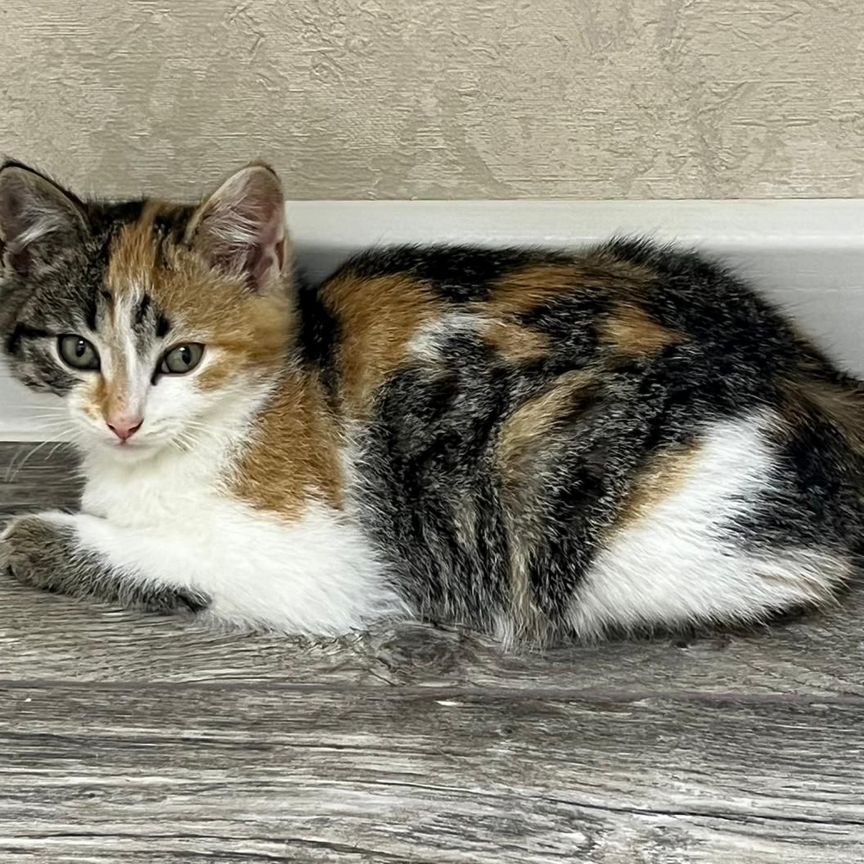 Котодевочка 2,5 месяца