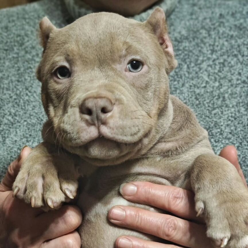 Щенки американского булли