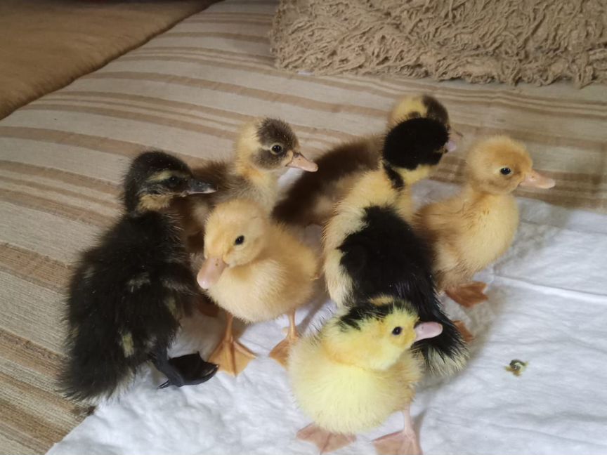 Утки индийский бегунок