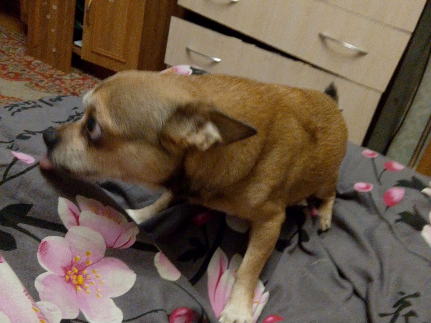 Собака чихуахуа