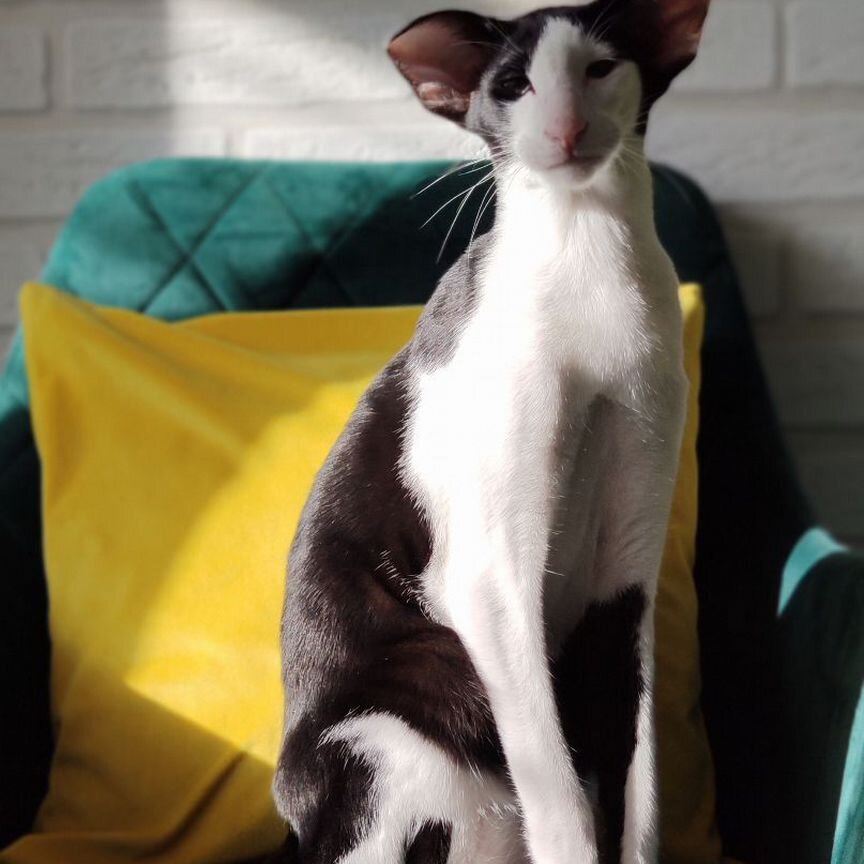 Кот ориентал