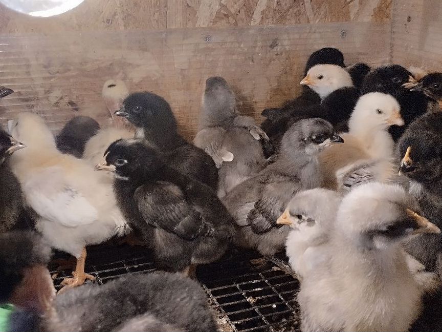 Цыплята кур несушек