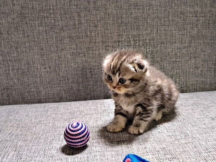 Шотландские вислоухие котята