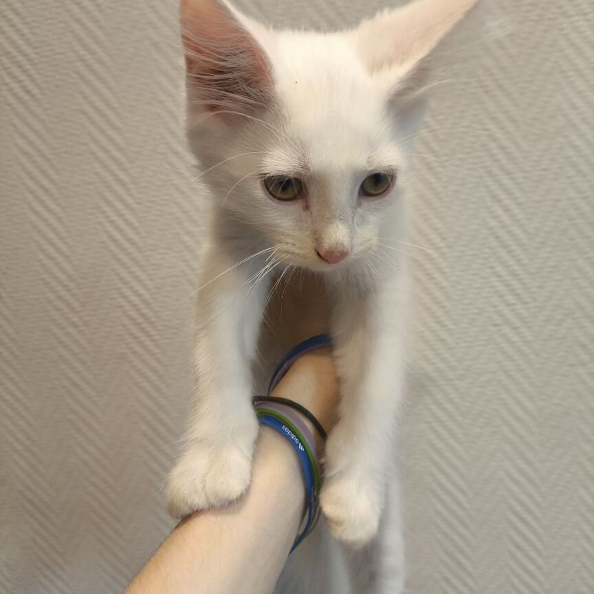 Котенок ищет дом