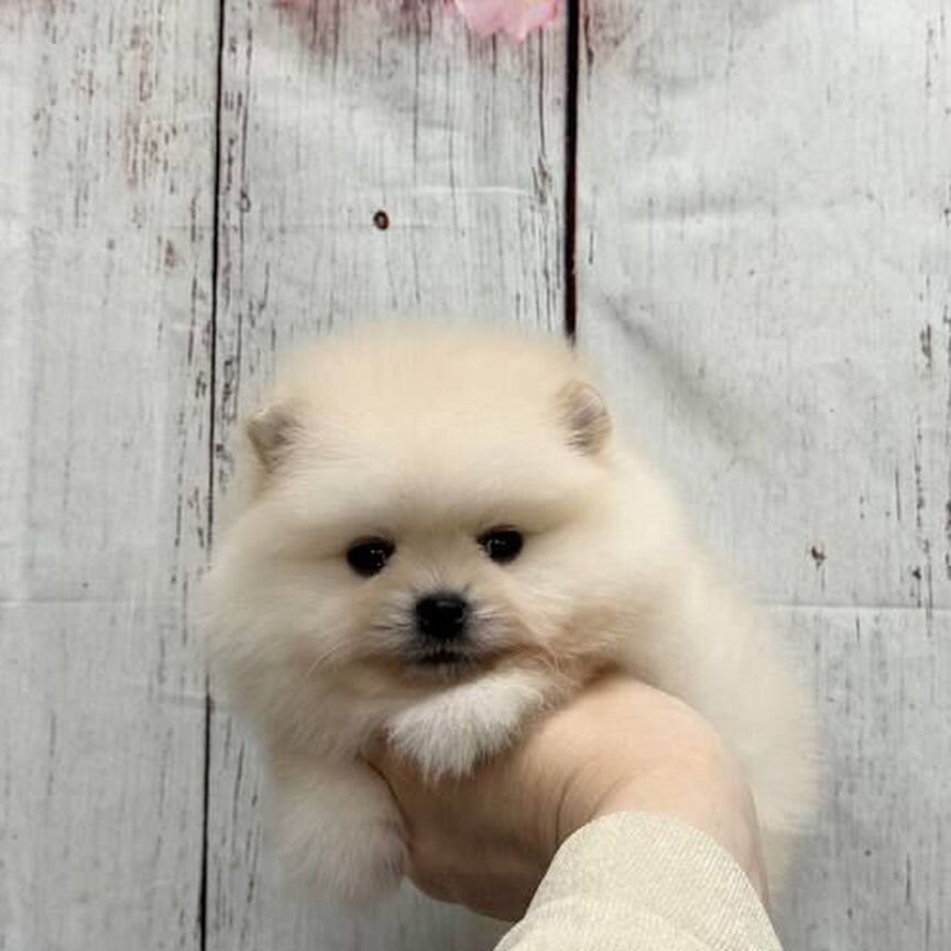 Померанский шпиц, щенок