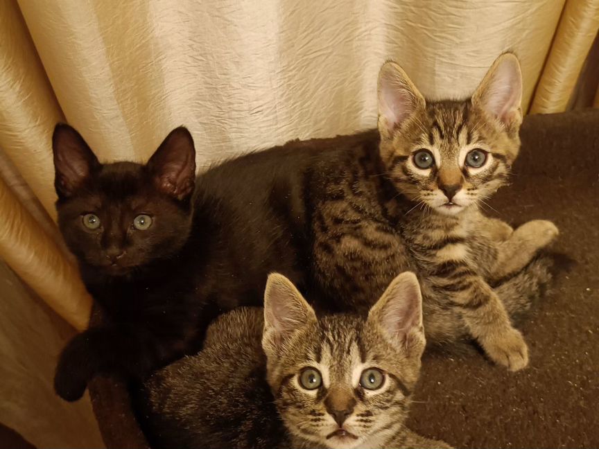 Котята Европейской короткошерстной