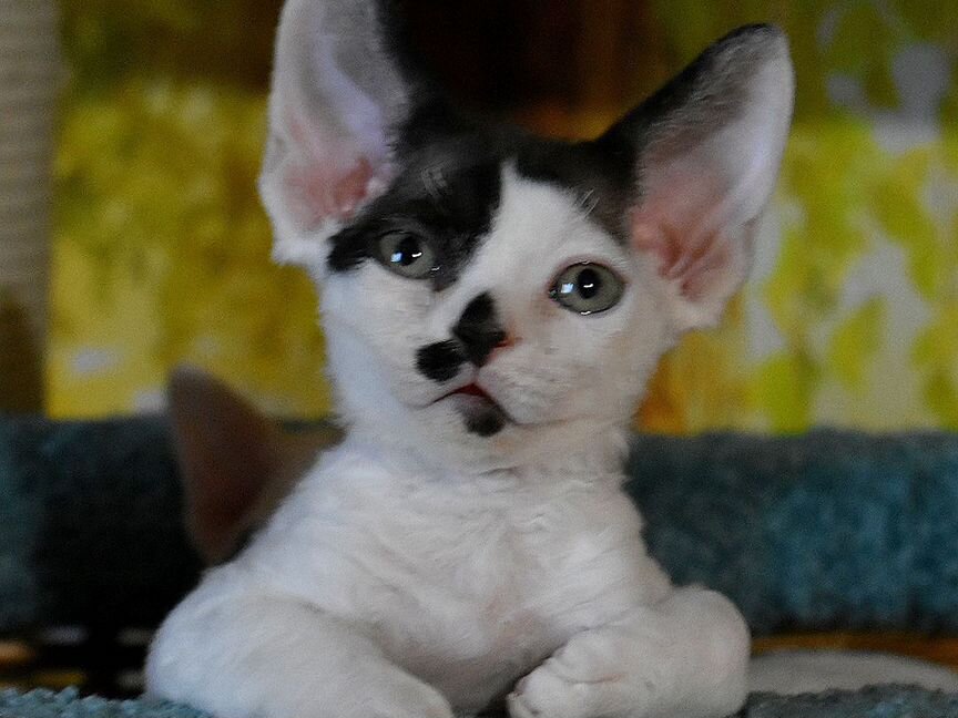 Девон-рекс мальчик