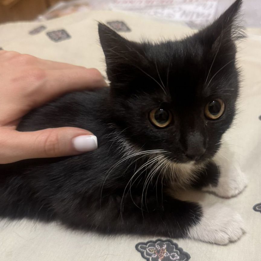 Котёнок в добрые руки