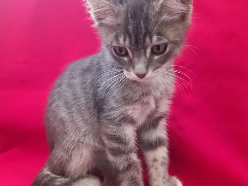 Котенок девочка в добрые руки