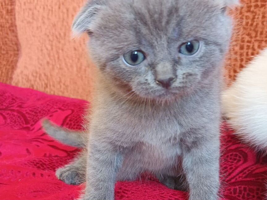 Шотландская+ британец