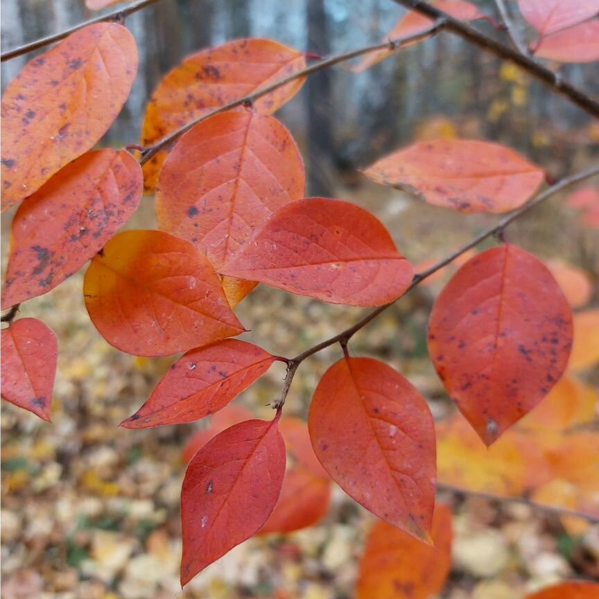 Взрослый пёс от частного владельца