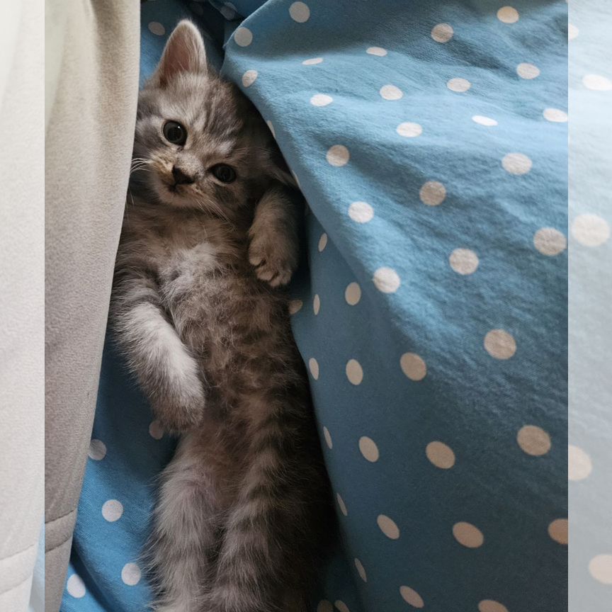 Котёнок в добрые руки