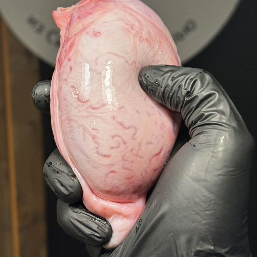 Семенники бычьи