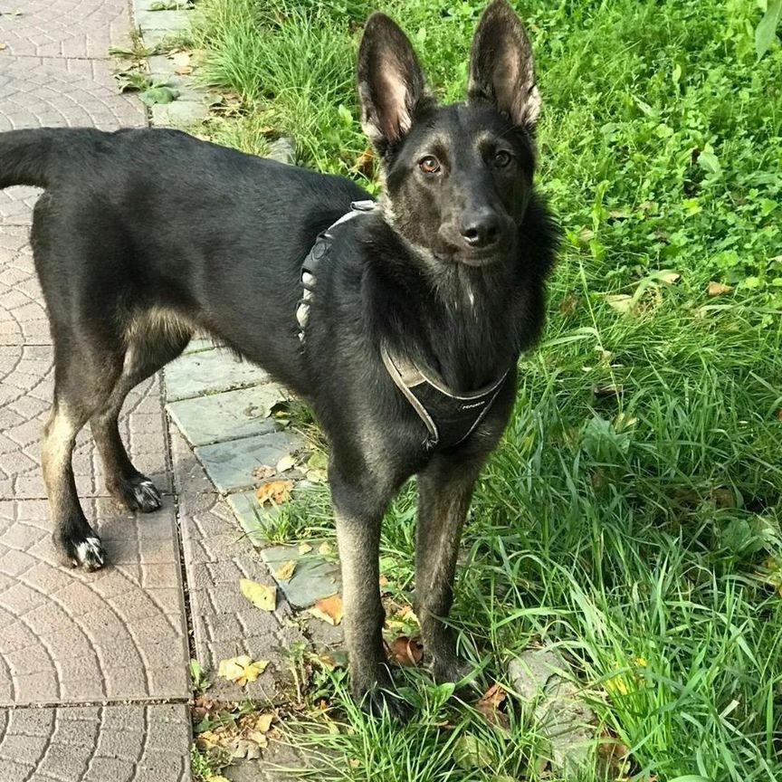 Щенок Майя ищет хозяина. Отдадим в хорошие руки